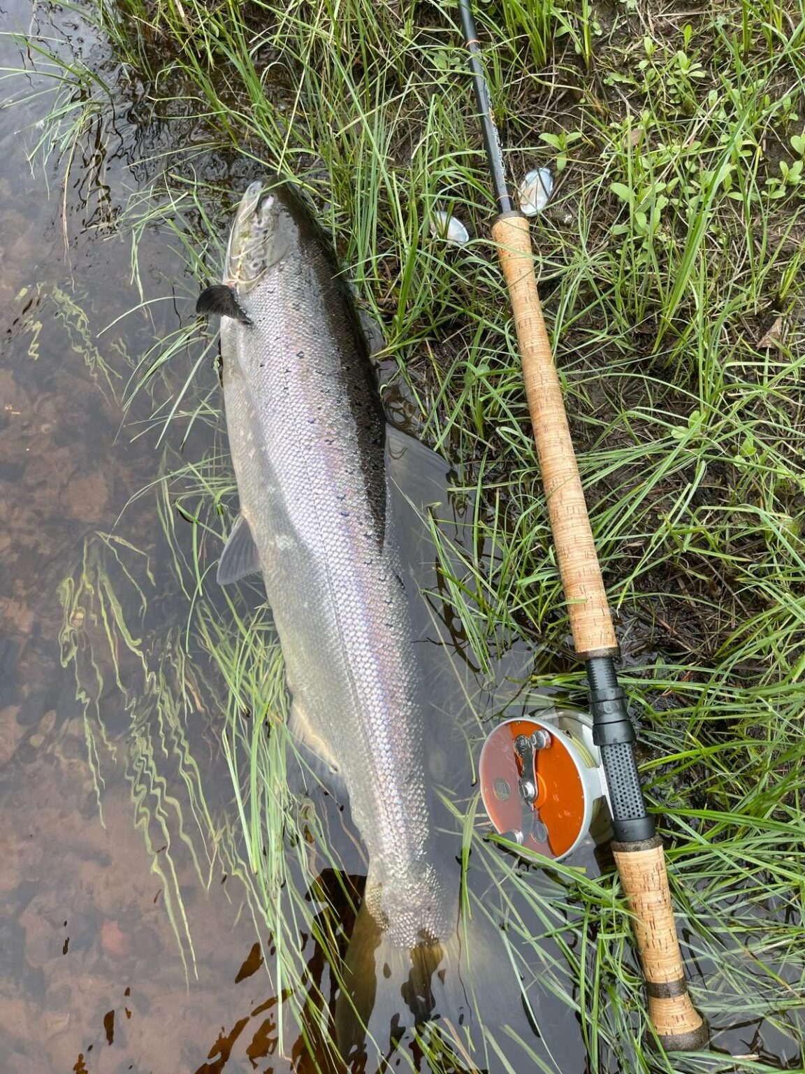 Week Commencing 21st July 2025 - River Spey